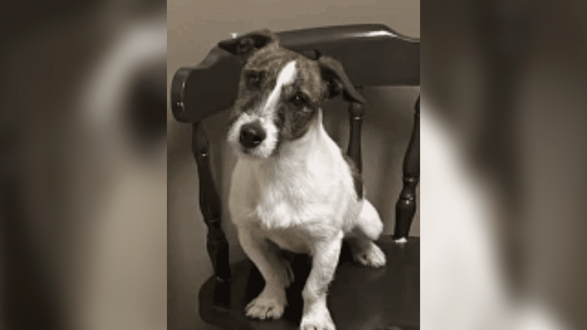 Help find Jack - Vicksburg Daily News